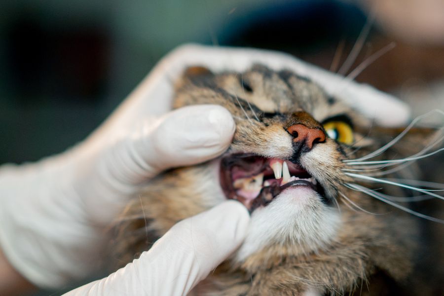 Cat Teeth Facts to Keep Your Cat’s Smile Healthy